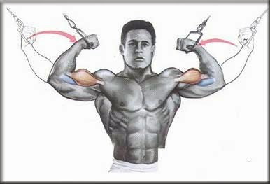 MANUAL DE TREINO PARA BÍCEPS MONSTRUOSOS – PARTE 5