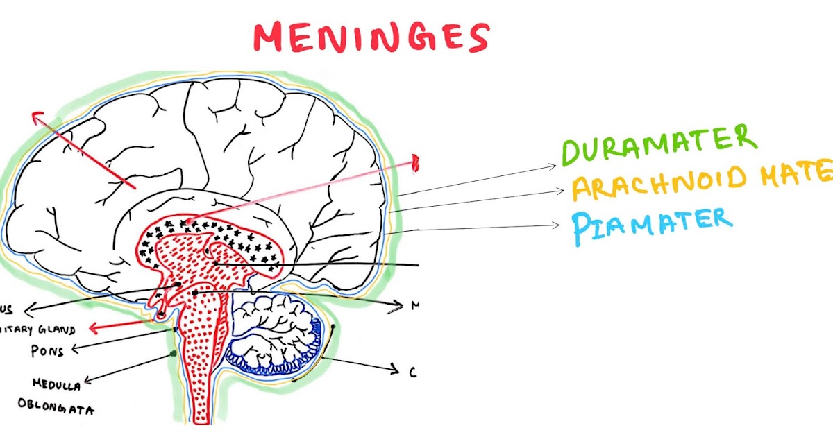 Medicograspers | Clinical signs in medicine | Kernig’s and brudzinki sign