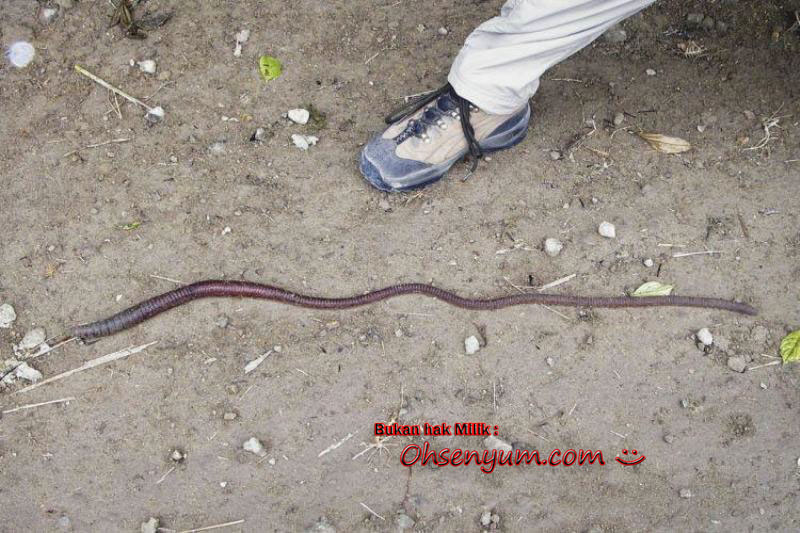 Cafe Malam: penampakan CACING TANAH TERBESAR di dunia