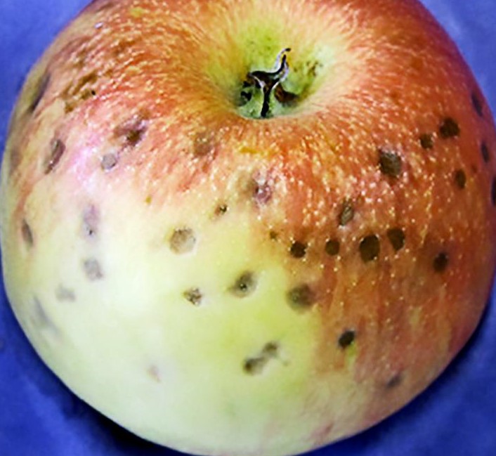 Physiological disorder of Apple