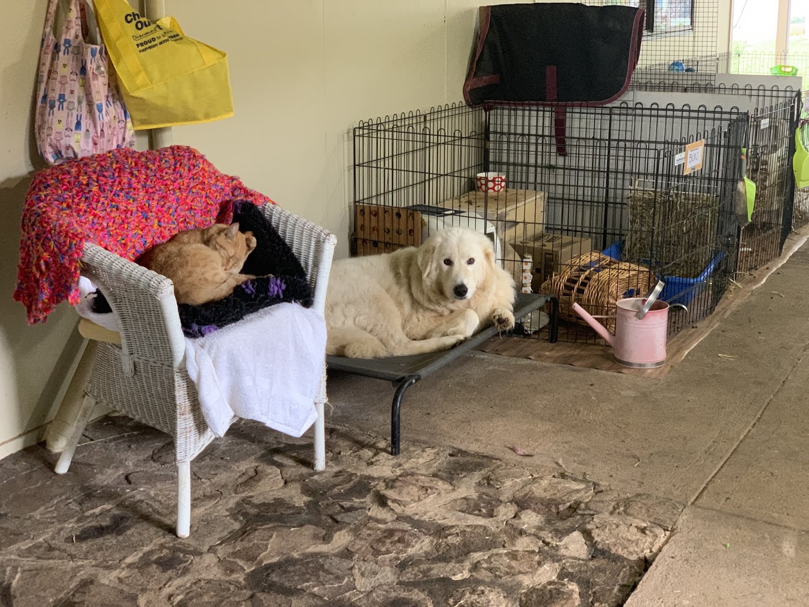 Rabbit Rescue Sanctuary: 2019