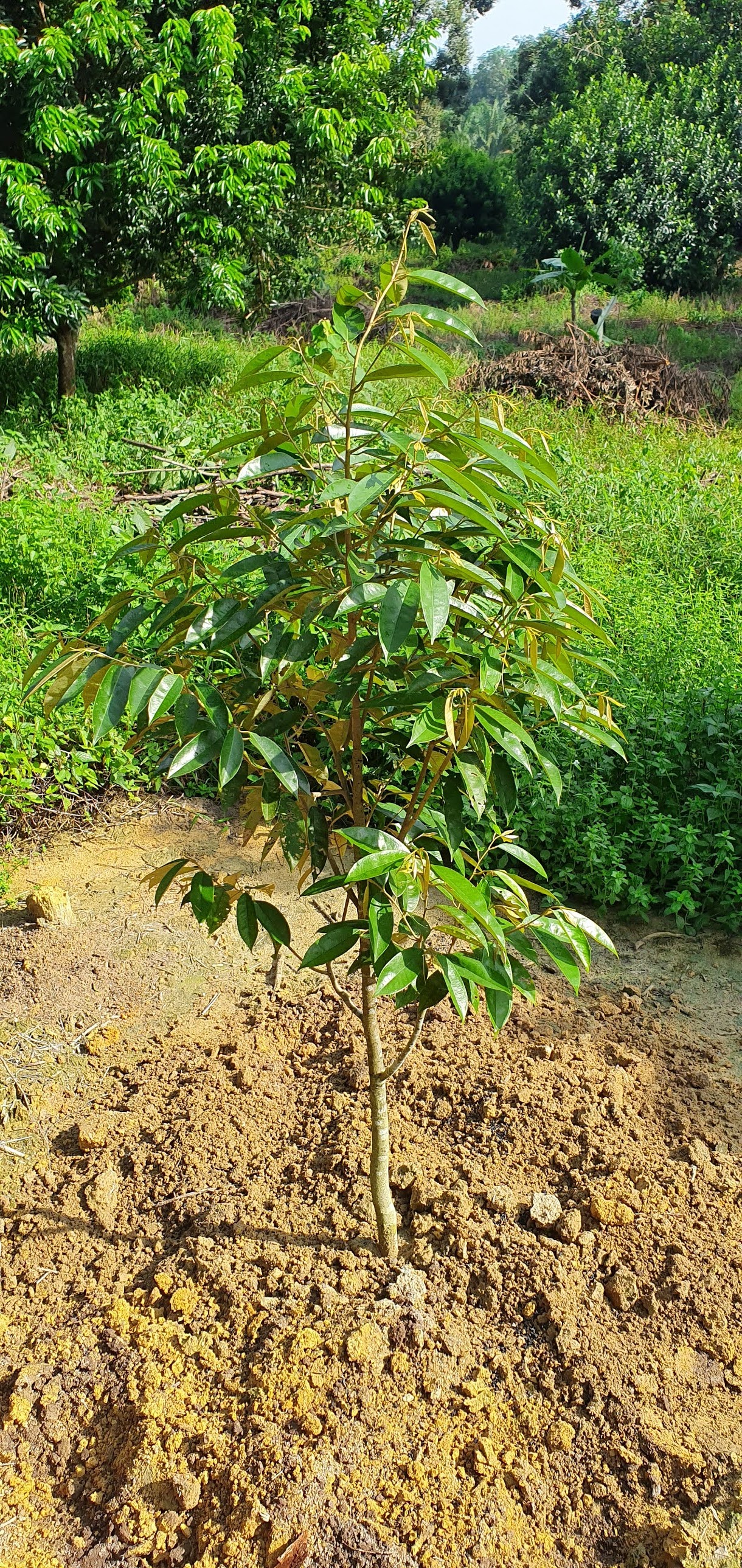 Warisan Petani: Membaja Anak Pokok Durian