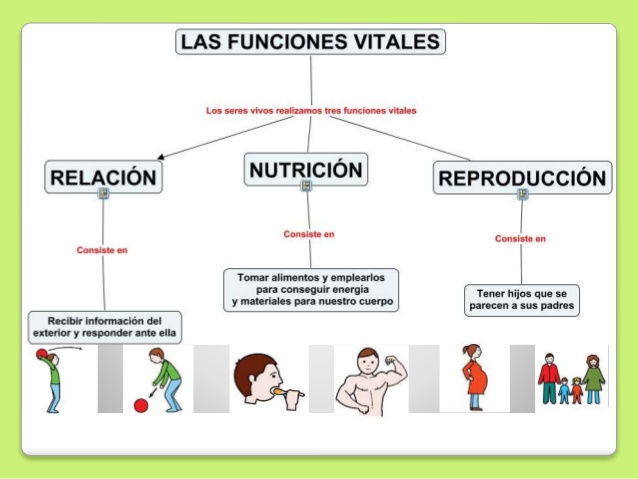 Ciencias Naturales: Funciones vitales de los seres vivos