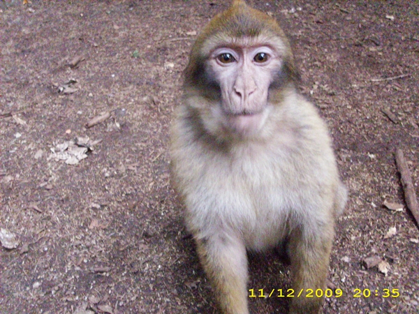 Maroc - Intalnire cu maimute in Padurea de Cedru - Enciclopedia ...