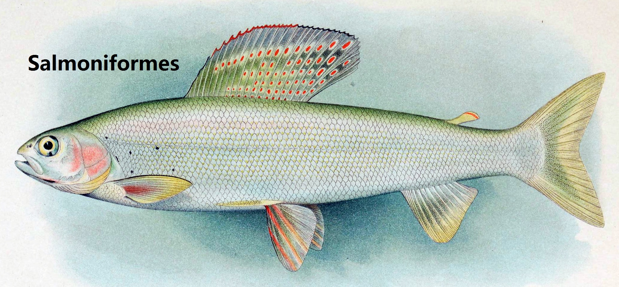 salmoniformes - BilginCin