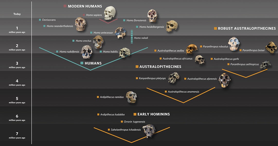 Human Evolution : Human Evolution: Introduction