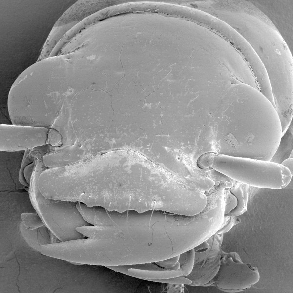 Microscopio: Insectos