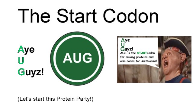 The Voice of Vexillology, Flags & Heraldry: Stop Sign Codons for ...