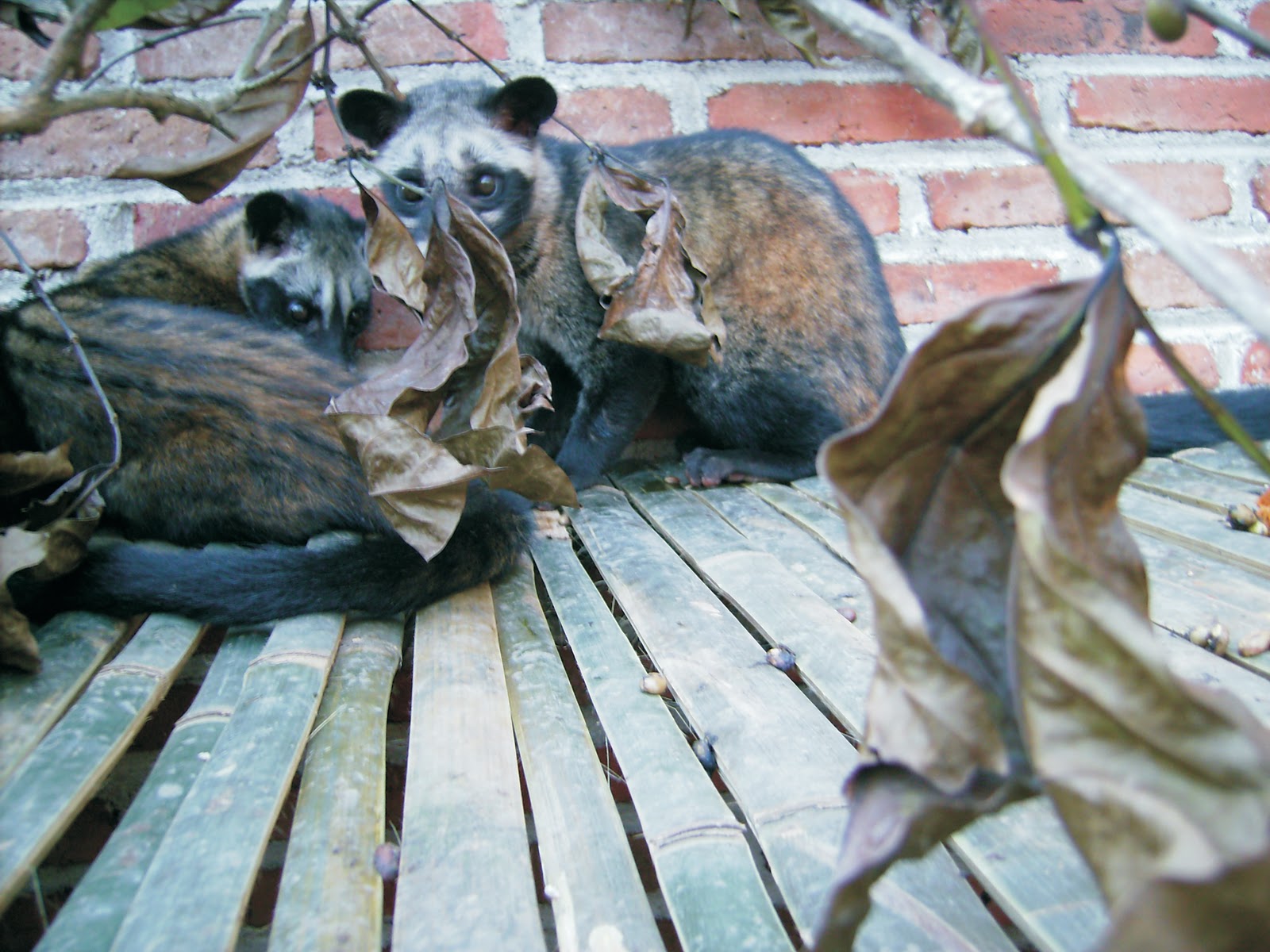 Real an excotic Coffee: PROSES KOPI LUWAK.