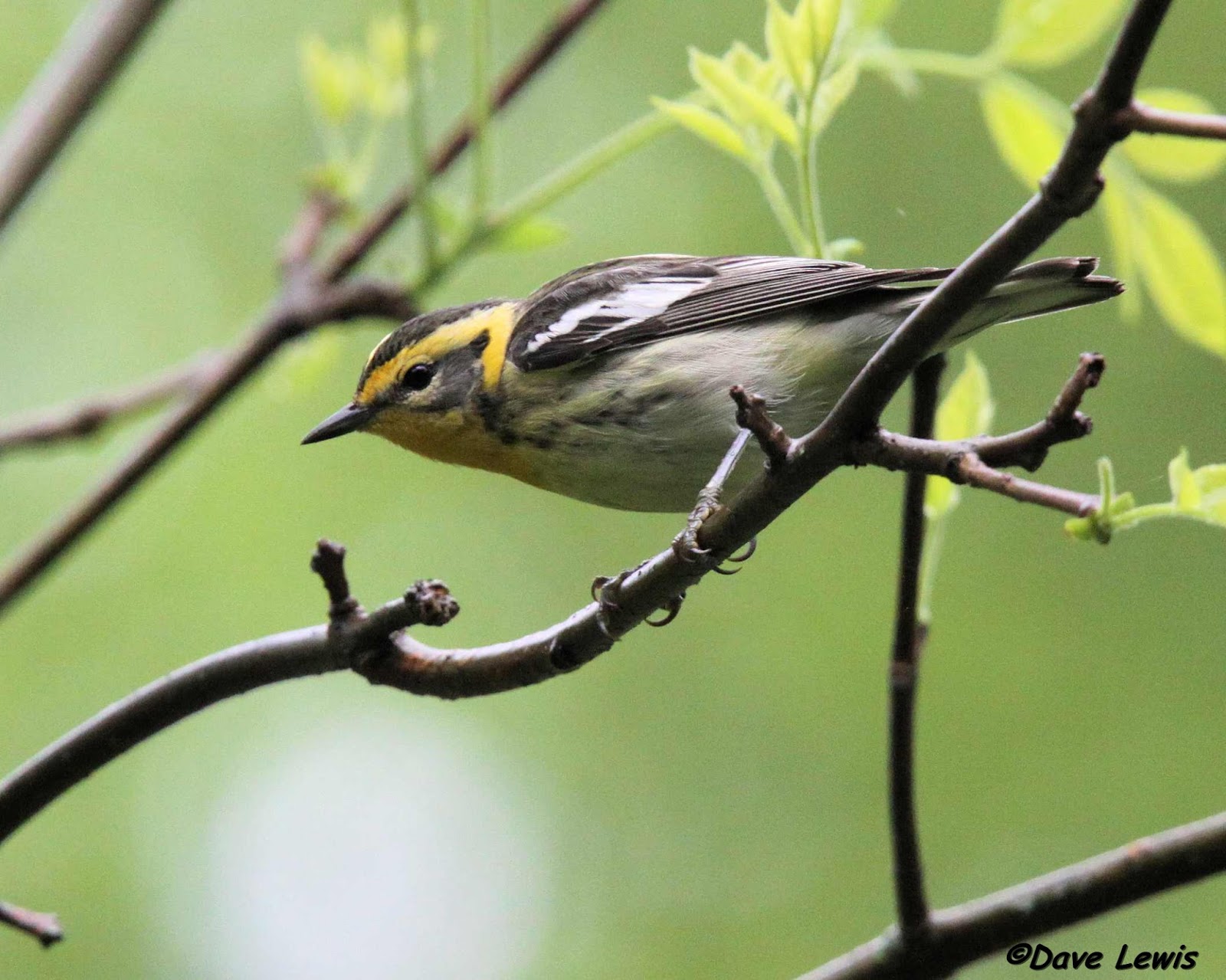 Birds from Behind : A Little Rain Never Hurt Anybody...