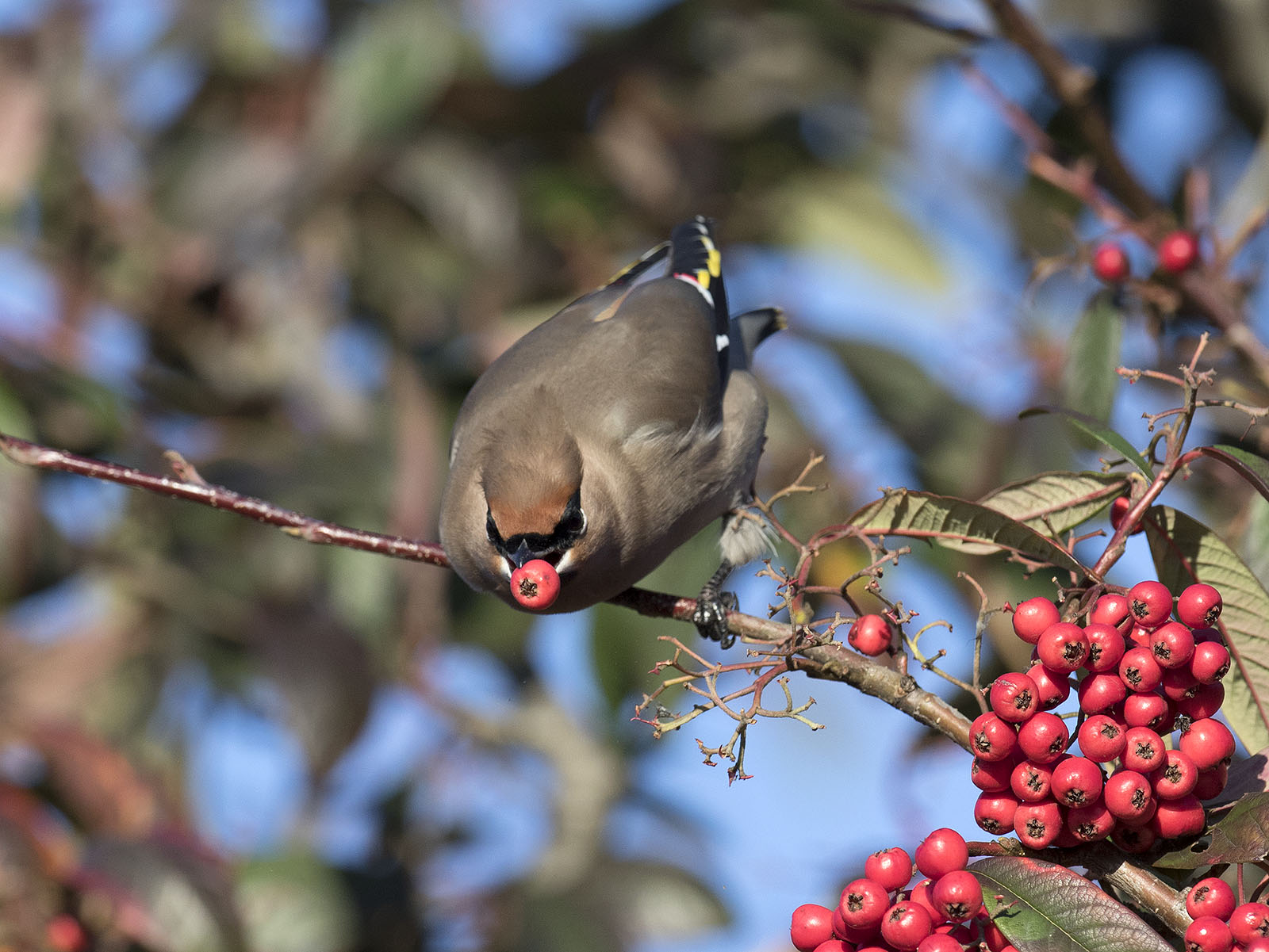 pewit: Waxwings in duff tree