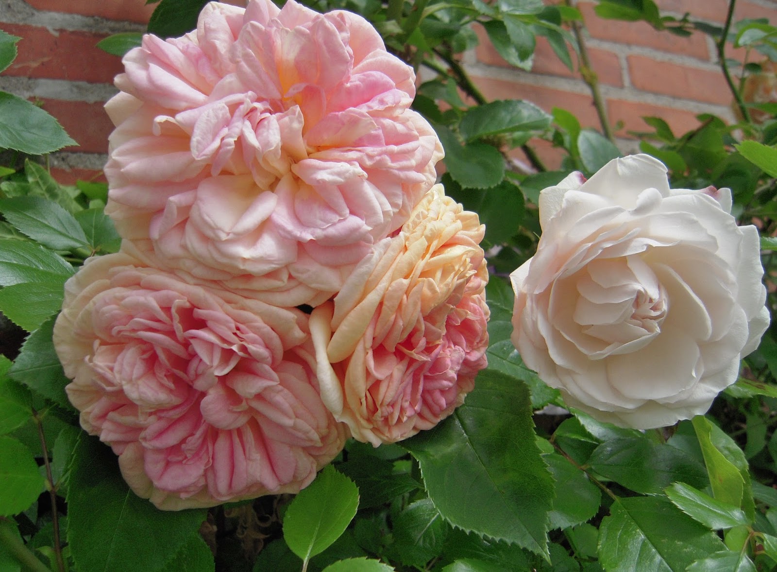 Rosen Eventyret: Alchymist