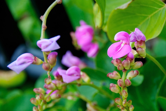 Jack Bean | Sunshine Coast Daily Photo