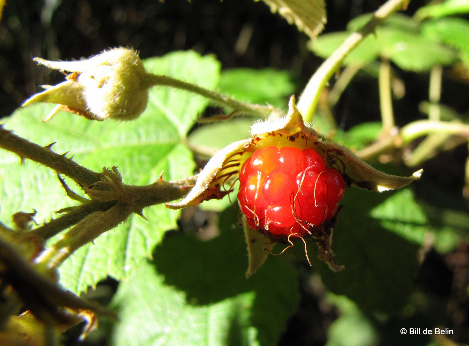 Sydney's Wildflowers and Native Plants: Rubus moluccanus var. trilobus ...
