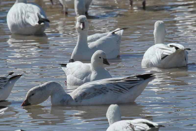 Tails of Birding: Bosque - Ross's Goose