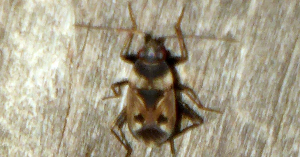 Wild and Wonderful: Ground Bug