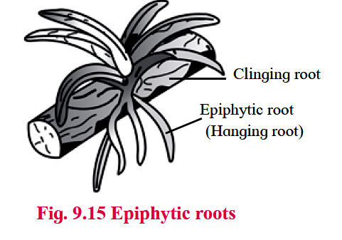 9. Morphology of Flowering Plants -part 01 - ROOT