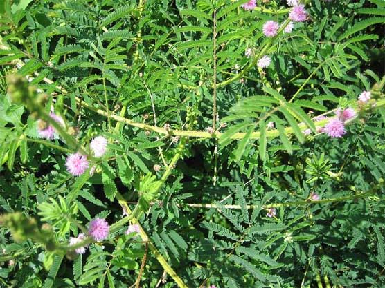 FLORA INDONESIA (Botanical Survival): PUTRI MALU BESAR (Mimosa invisa Mar.)