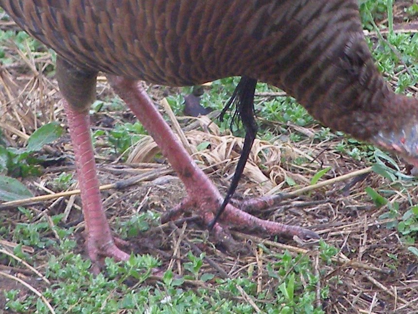 Blue Jay Barrens: Bearded Hen