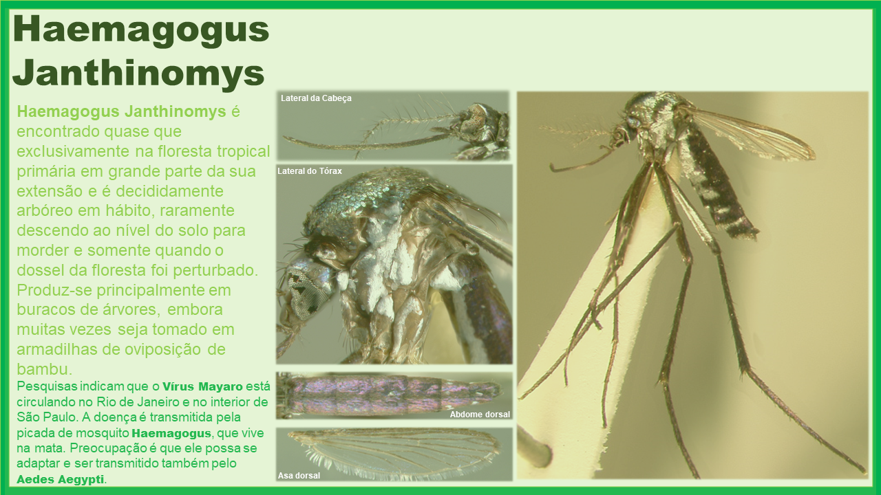 Criaturas Incríveis®: Haemagogus Janthinomys