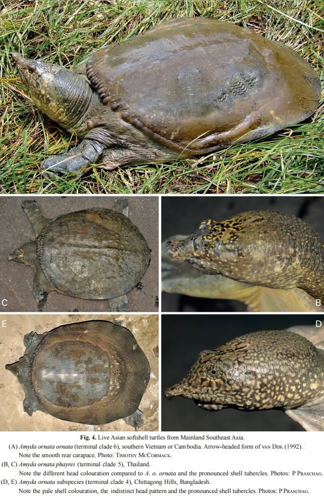 Species New to Science: [Herpetology • 2014] Phylogeography of the ...