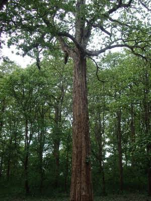 Teak Wood Sagwan Tree | Tectona Grandis | ساگوان