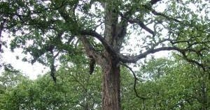 Teak Wood Sagwan Tree | Tectona Grandis | ساگوان