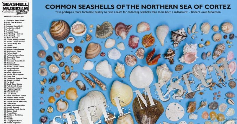SeaShell Museum: SeaShell Poster