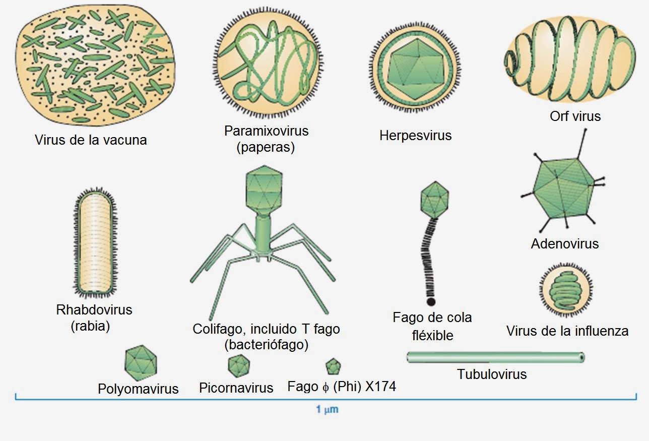 Salud Noticias Aspecto De Los Virus Procesos Biológicos