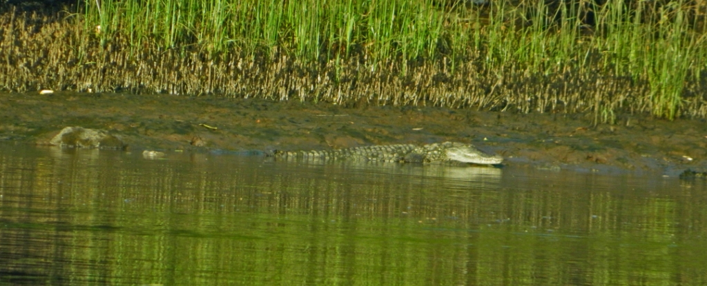 Crocodile safari at Maldoli backwater,Maharashtra,India | Travel life ...