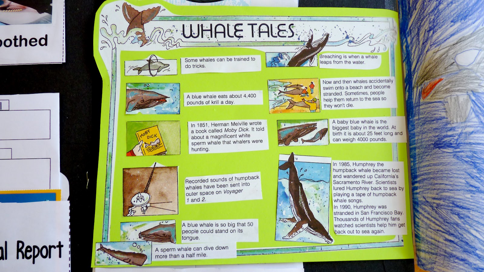 Homeschooling Reconstruction: The Whale Lapbook