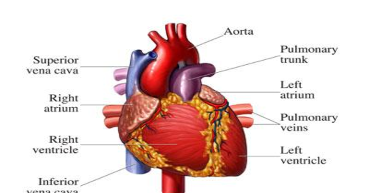 Human Heart ~ Science and Technology