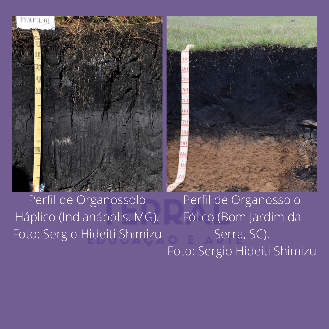 Professor Moisés de Oliveira: Características dos Organossolos (O)