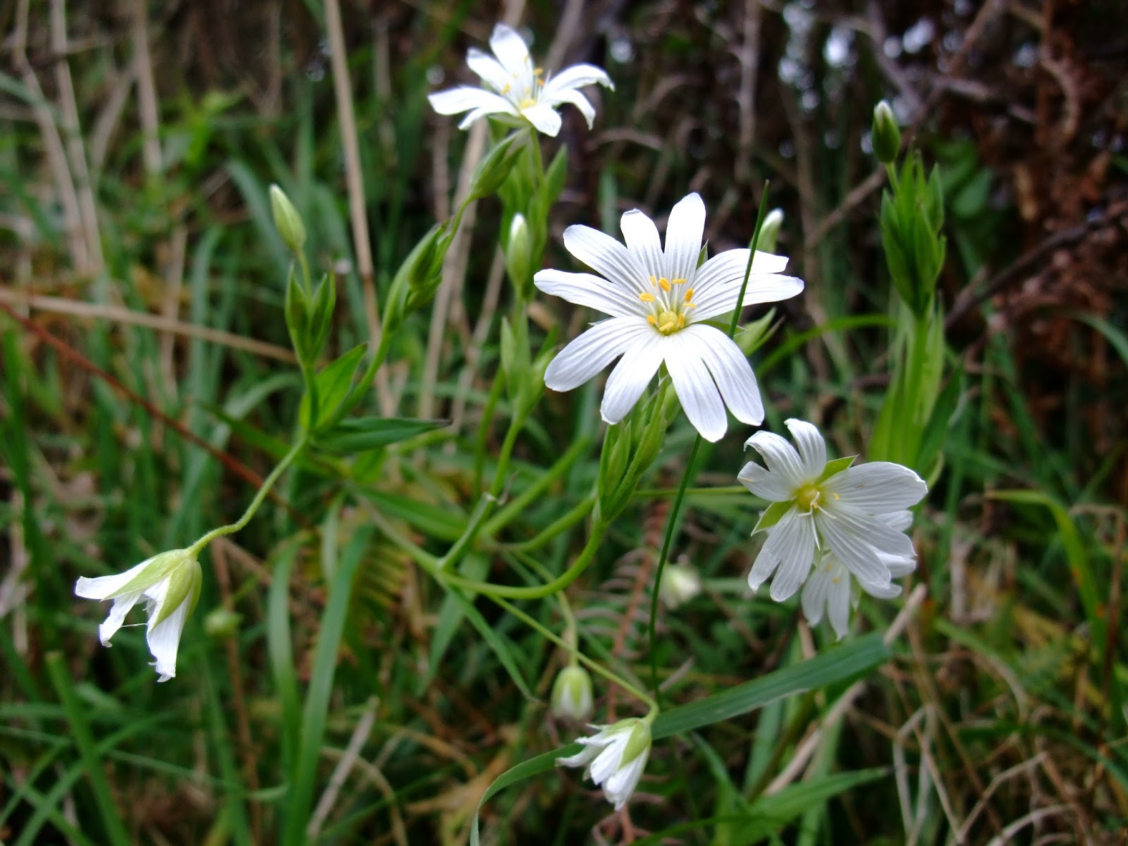 HERBAL PICNIC: STITCHWORT