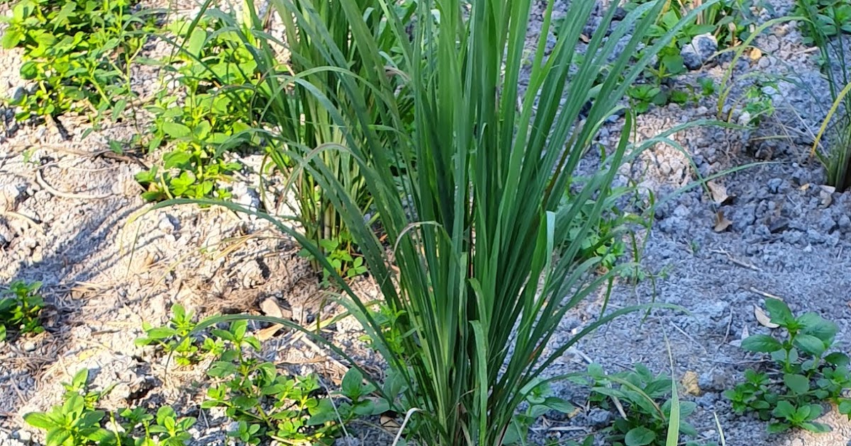 Warisan Petani: Merumput Tanaman Serai