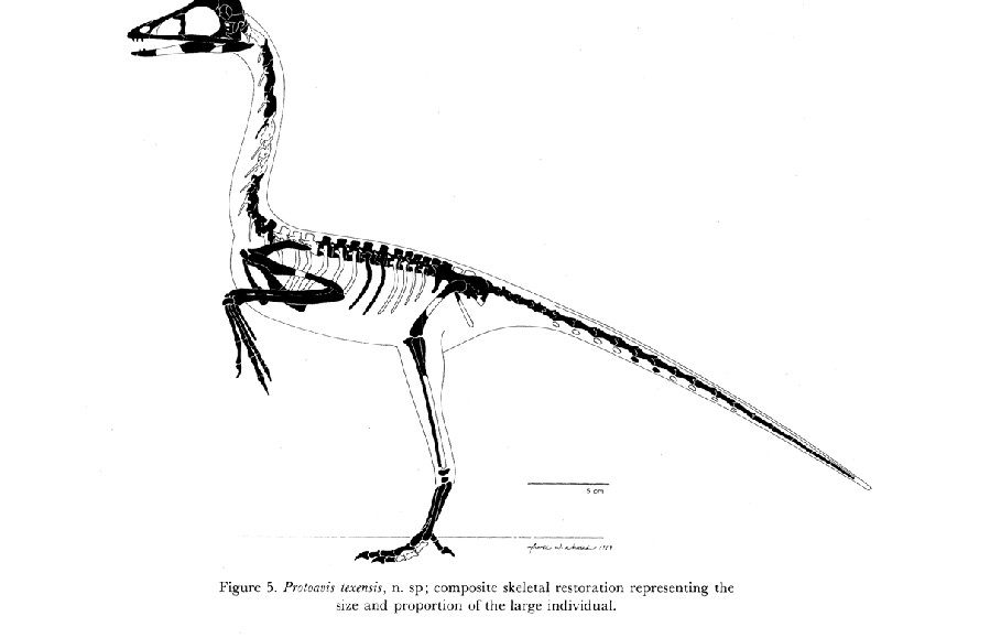 EL JOVE PALEONTÒLEG: El Protoavis i altres teories sobre l'origen de ...