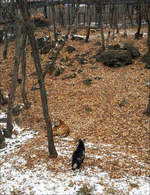 White Wolf : Tiger And Goat: A Lifesaving Friendship