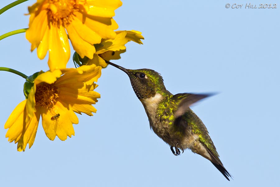 Country Captures: Hummingbirds on the Wing