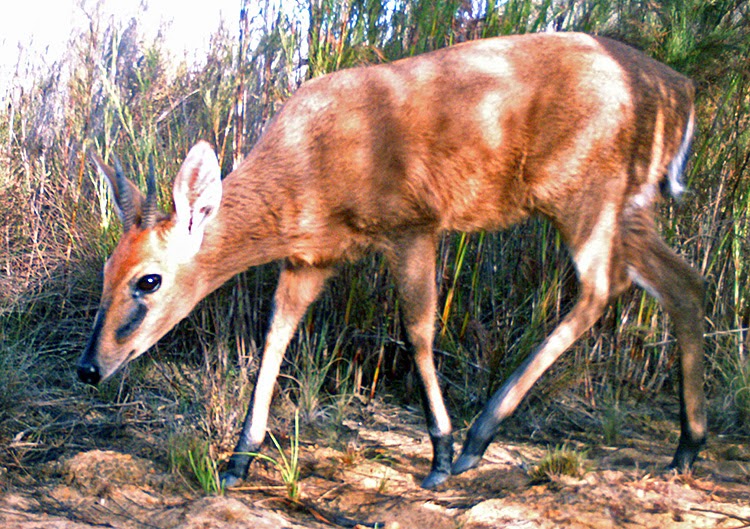 Remote Camera Trap - South Africa: Dozens Of Duiker