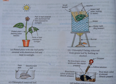 √ experiment to show that sunlight is necessary for photosynthesis ...