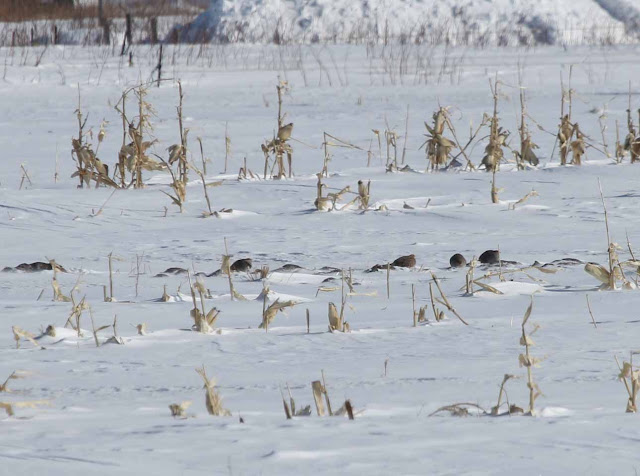 Les oiseaux de la région de La Pocatière, Québec: Paruline et Perdrix ...