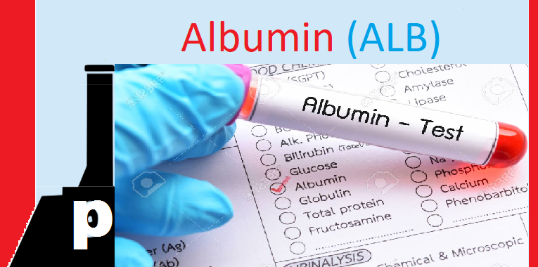 Albumin (ALB)