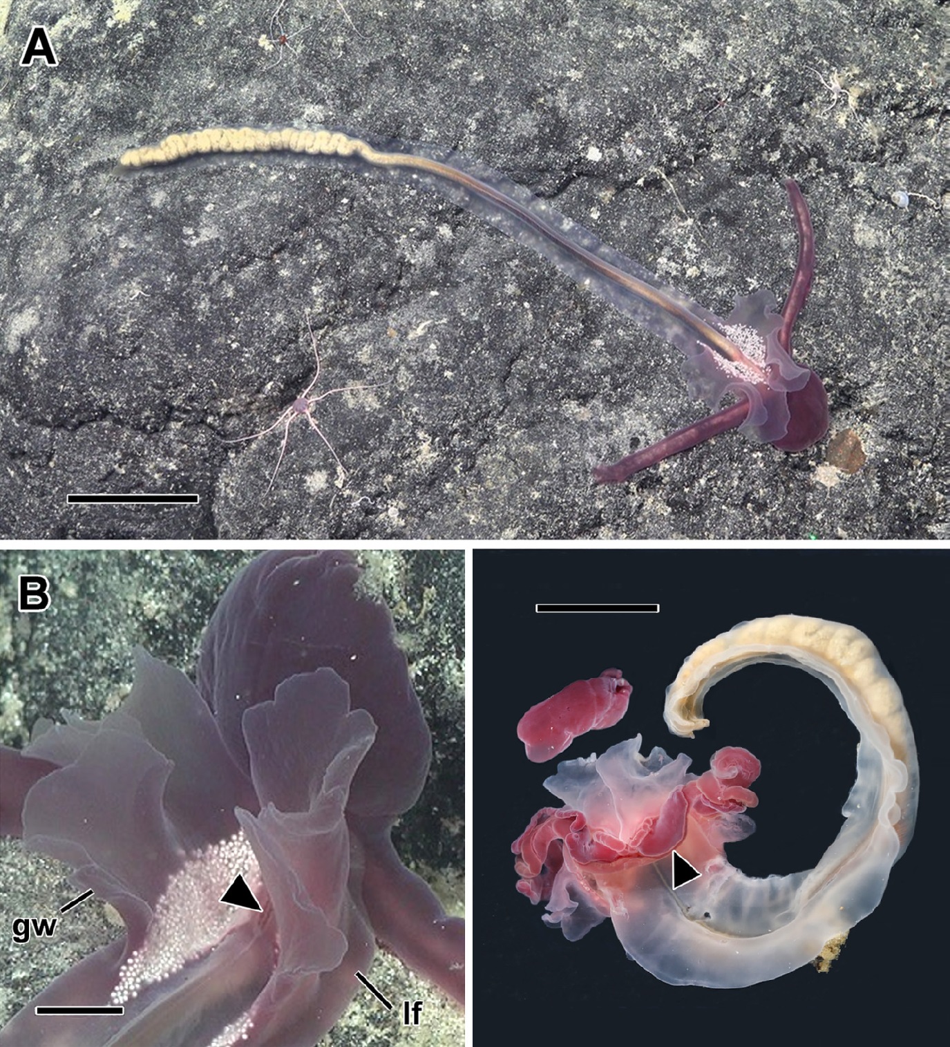 Species New to Science: [Invertebrate • 2022] Yoda demiankoopi • A New ...