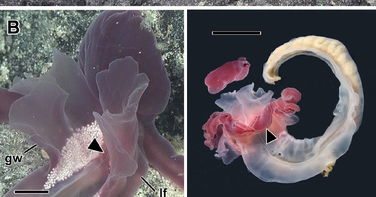 Species New to Science: [Invertebrate • 2022] Yoda demiankoopi • A New ...