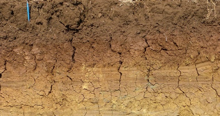 Onde as Plantas Crescem - Chernossolos