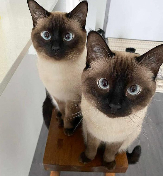 Portrait of old-style Siamese cat twins