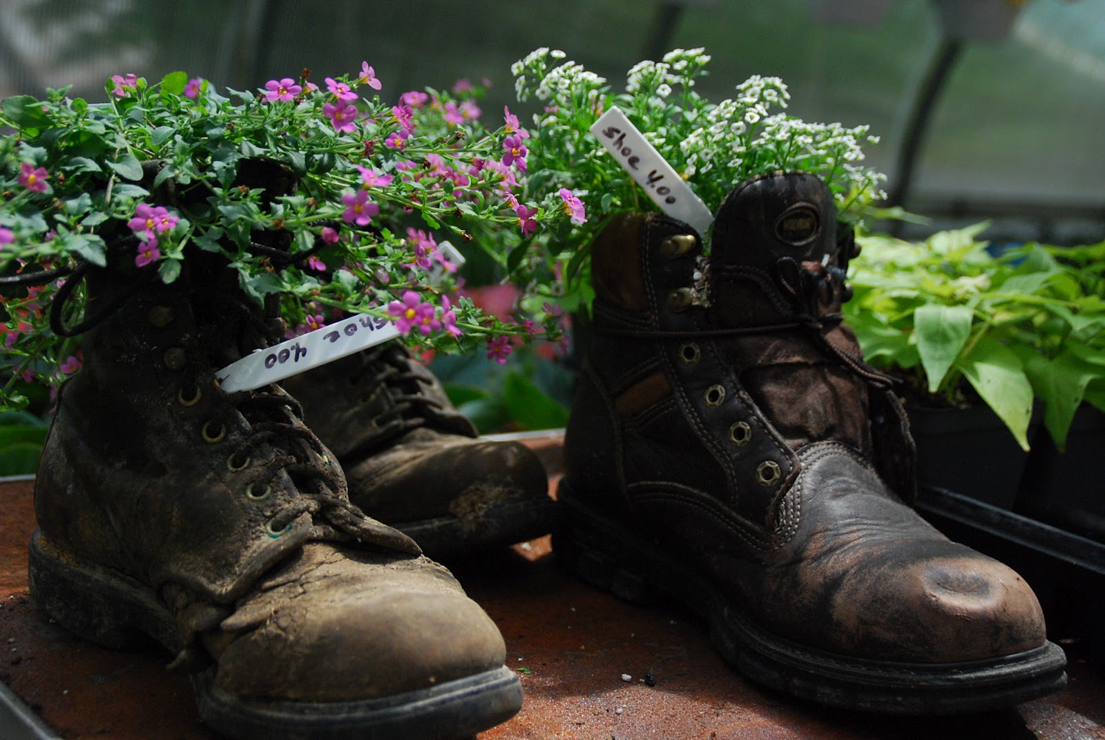 Amish Crossings with Karen Anna Vogel: Inside “Katie Bylers” Amish ...