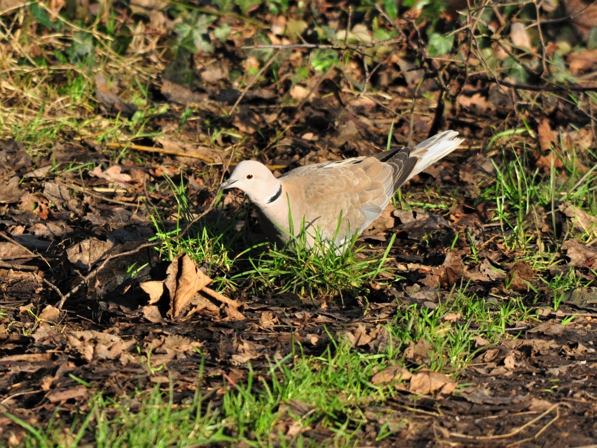 Two in a bush: Nest building Collared Doves