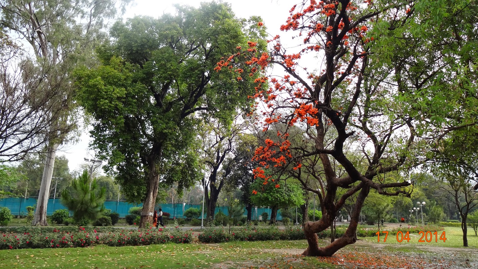 Plants of Lahore - Pakistan: Butea frondosa or Dhak tree- Gold Orange ...