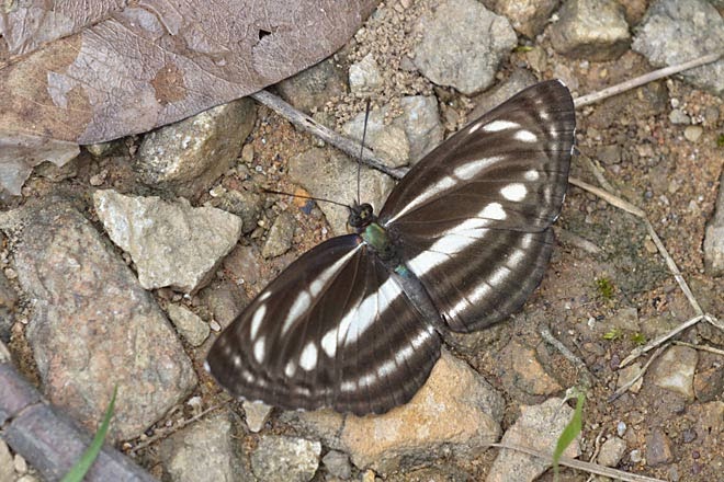 Differentiation of Neptis clinia and Neptis nata